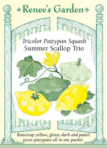 Summer Squash – Renee’s Garden Wholesale