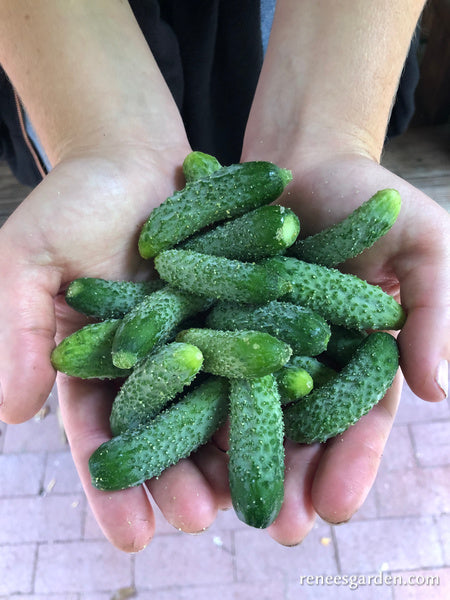'French Cornichon' Petite Pickles | Renee's Garden Seeds