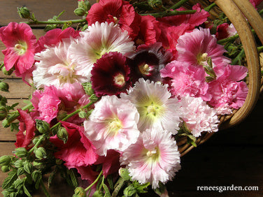 'Indian Spring' Old Fashioned Hollyhocks | Renee's Garden Seeds