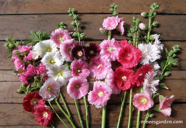 'Indian Spring' Old Fashioned Hollyhocks | Renee's Garden Seeds