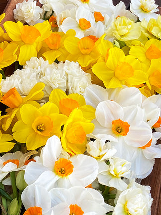 Narcissus Perfume Mix – Renee’s Garden Wholesale