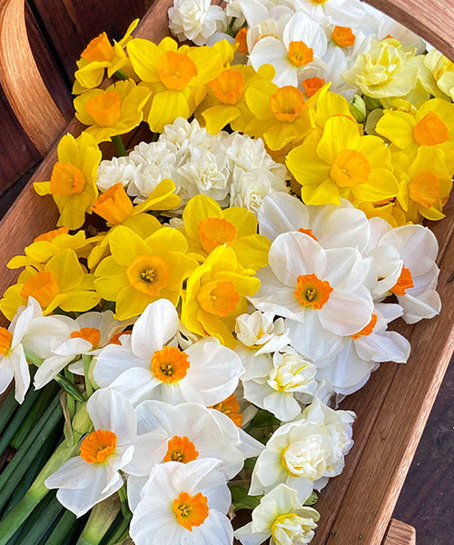 Narcissus Perfume Mix | Renee's Garden Seeds