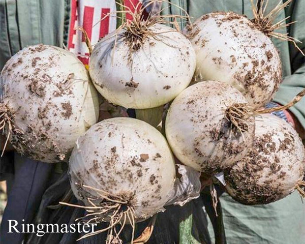 'Northern' Rainbow Onion Sampler | Renee's Garden Seeds
