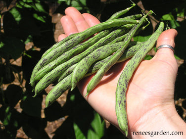 'Rattlesnake & Purple Pole' Beans | Renee's Garden Seeds
