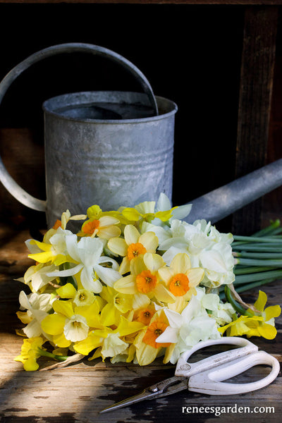 Narcissus Perfume Mix | Renee's Garden Seeds