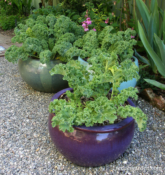'Green Curls' Container Kale | Renee's Garden Seeds