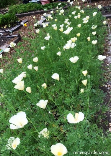 'Buttercream' California Poppies | Renee's Garden Seeds