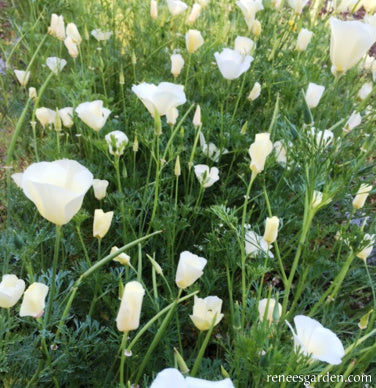 'Buttercream' California Poppies | Renee's Garden Seeds
