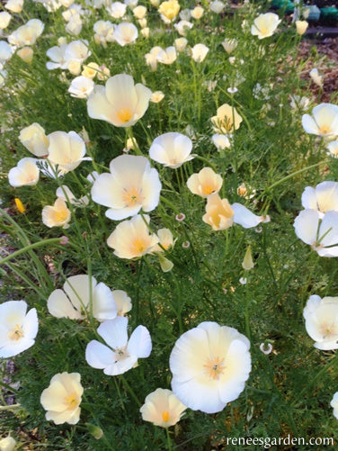 'Buttercream' California Poppies | Renee's Garden Seeds