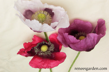 'Pepperbox Poppy' Heirloom Herbs | Renee's Garden Seeds