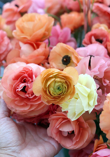 'Apricot Shades' Ranunculus Mix | Renee's Garden Seeds