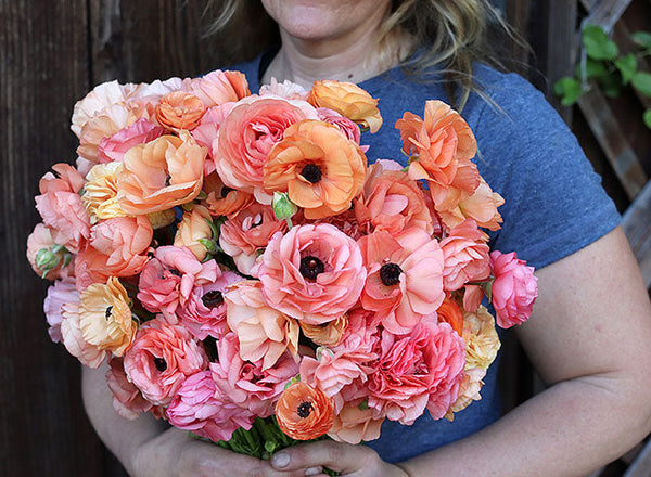 'Apricot Shades' Ranunculus Mix | Renee's Garden Seeds