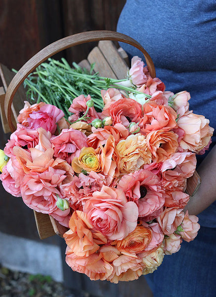 'Apricot Shades' Ranunculus Mix | Renee's Garden Seeds