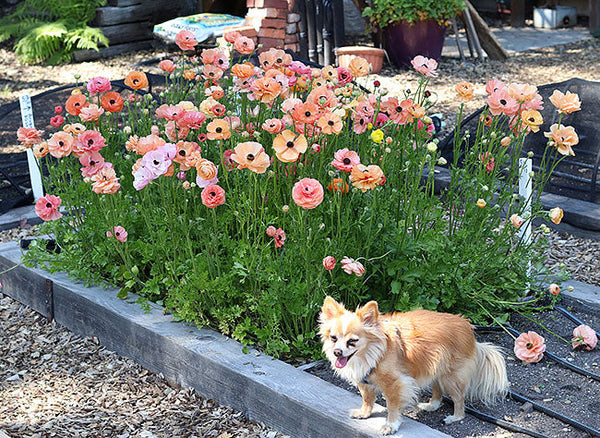 'Apricot Shades' Ranunculus Mix | Renee's Garden Seeds